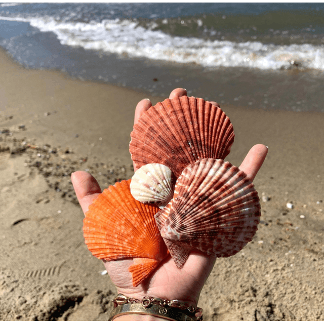 Kit 10 Conchas do Mar Naturais Coloridas | Paraiso das Conchas