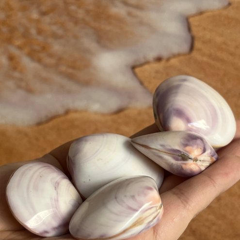 Conchas do Mar Naturais | Paraiso das Conchas