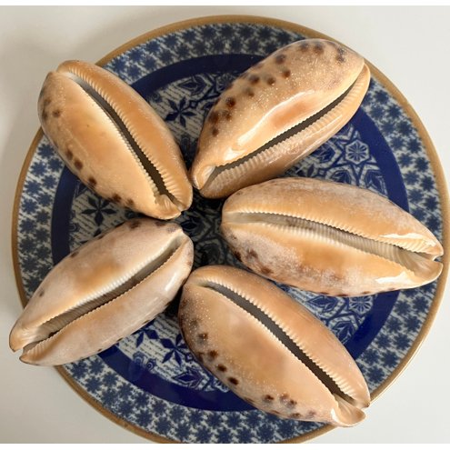 Conchas do Mar Naturais | Paraiso das Conchas