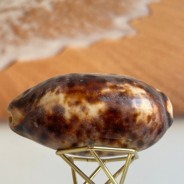 Concha do Mar Natural Cypraea Buzios MR10 | Paraiso das Conchas