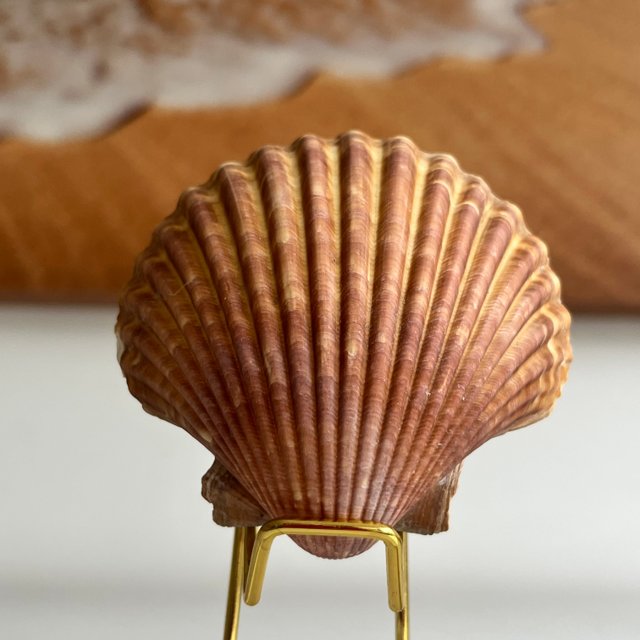 Concha do Mar Natural - Casquinha de Siri Shell | Paraiso das Conchas