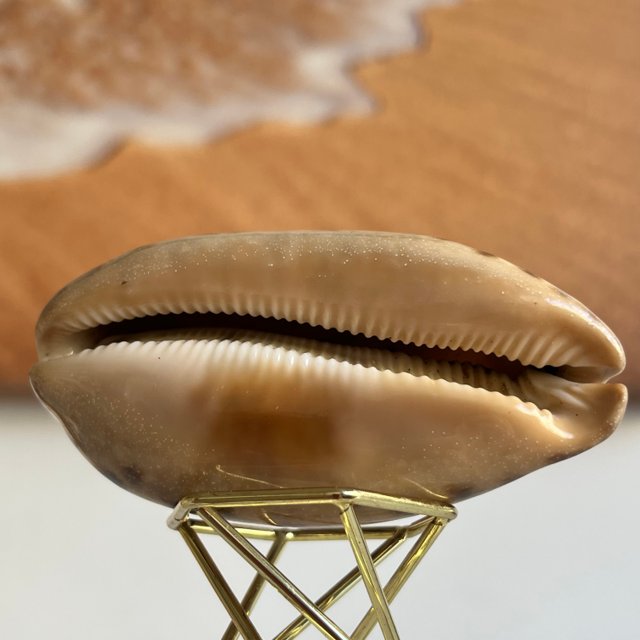 Concha do Mar Natural Cypraea Buzios MR10 | Paraiso das Conchas