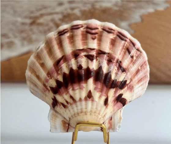 Concha do Mar Natural Shell MR23 | Paraiso das Conchas