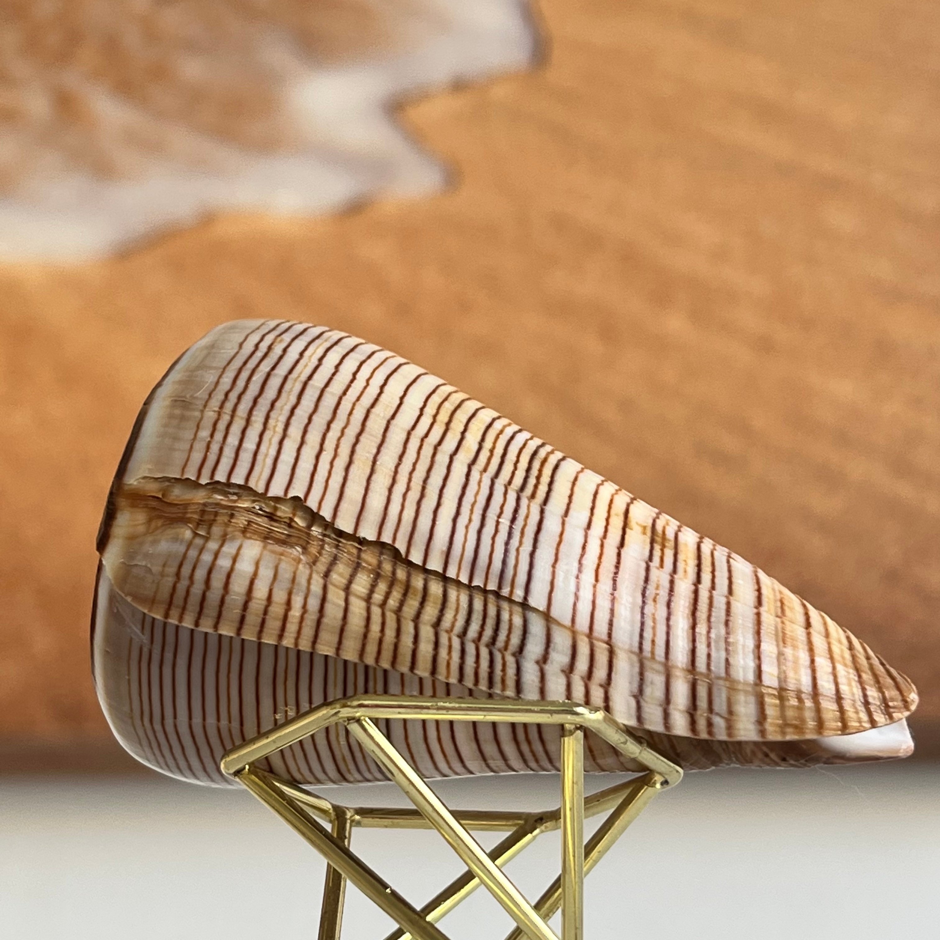 Concha do Mar Natural Conus MR3 | Paraiso das Conchas