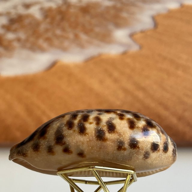 Concha do Mar Natural Cypraea Buzios MR10 | Paraiso das Conchas