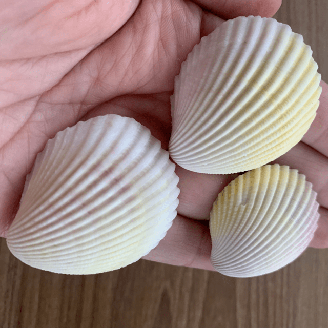 Kit 5 Conchas do Mar Naturais Shells | Paraiso das Conchas