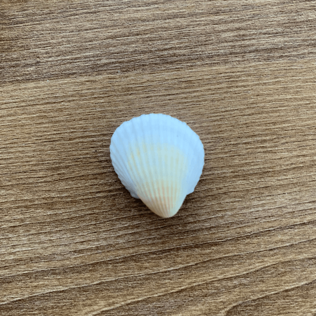Kit 10 Conchas do Mar Naturais Shells Brancas 2,5cm | Paraiso das Conchas