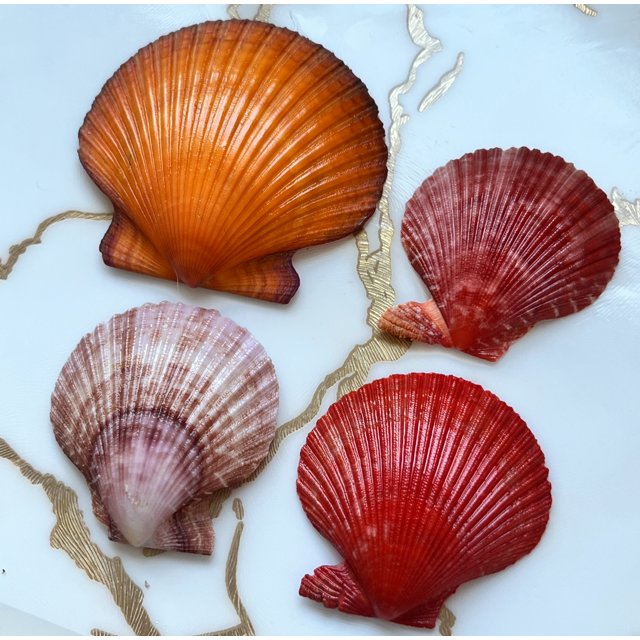 Kit Shells Conchas do Mar Naturais AC2 | Paraiso das Conchas