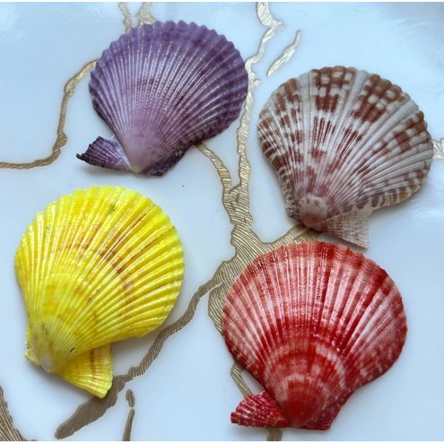 Conchas do Mar Naturais | Paraiso das Conchas