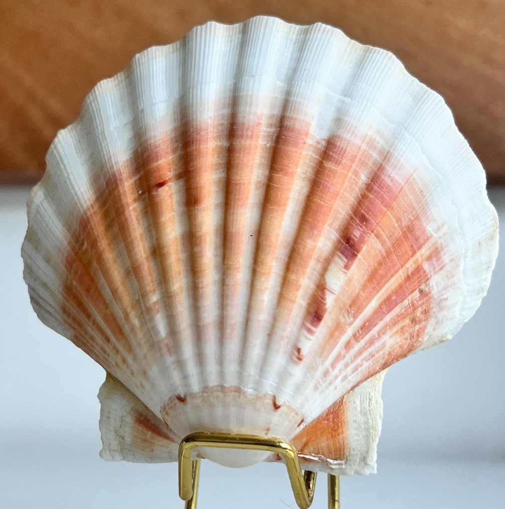 Concha do Mar Natural Shell AD3 | Paraiso das Conchas