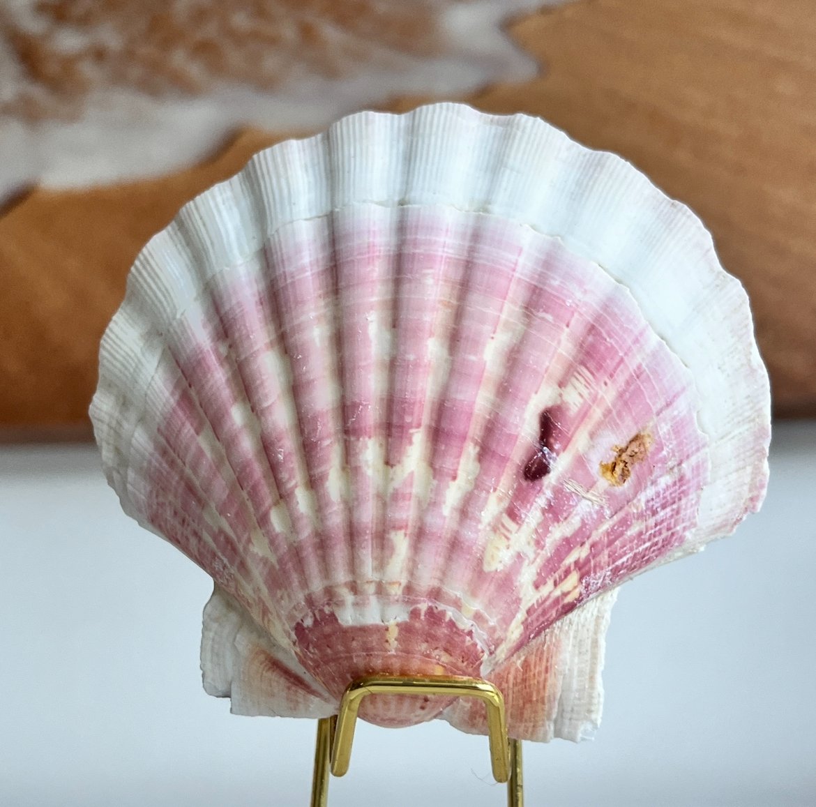 Concha do Mar Natural Shell AD5 | Paraiso das Conchas