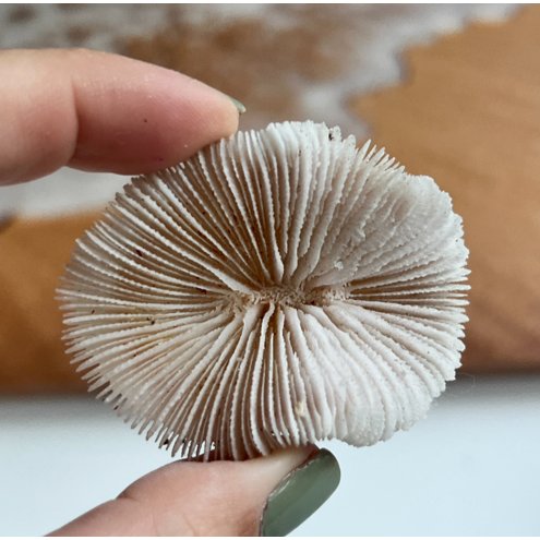 Conchas do Mar Naturais | Paraiso das Conchas