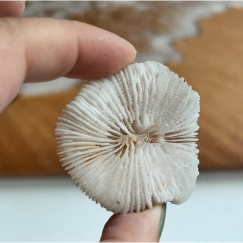 Conchas do Mar Naturais | Paraiso das Conchas