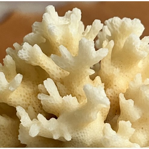 Conchas do Mar Naturais | Paraiso das Conchas