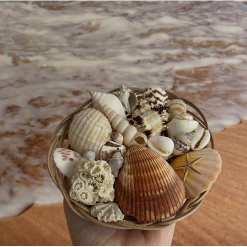 Conchas do Mar Naturais | Paraiso das Conchas