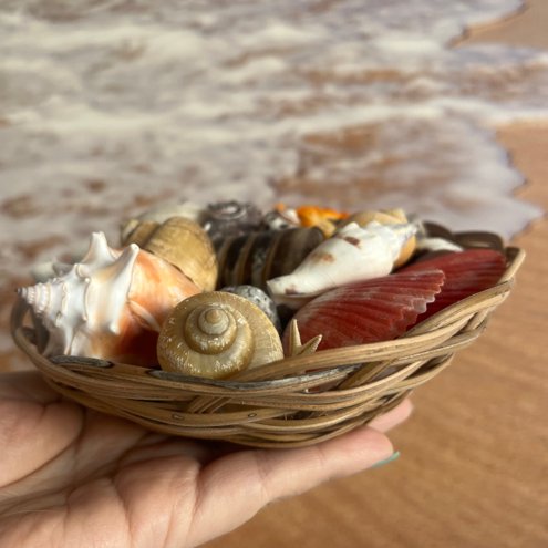 Conchas do Mar Naturais | Paraiso das Conchas
