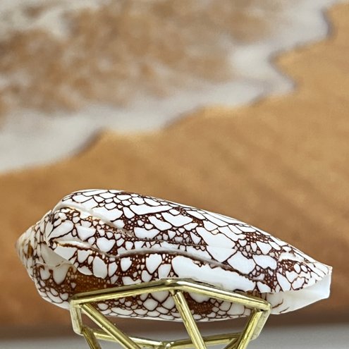 Conchas do Mar Naturais | Paraiso das Conchas