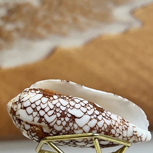 Conchas do Mar Naturais | Paraiso das Conchas