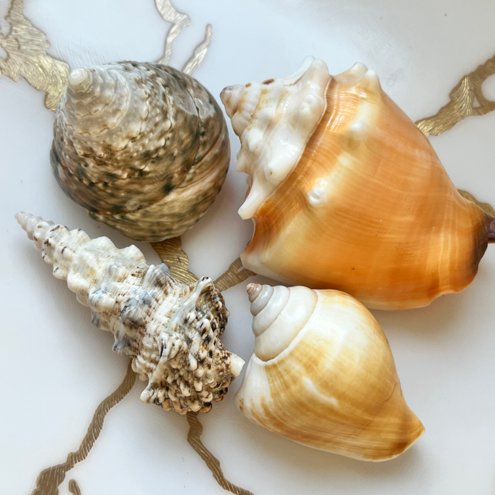 Conchas do Mar Naturais | Paraiso das Conchas