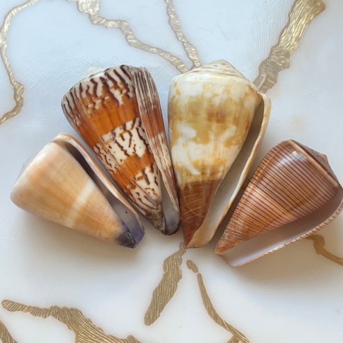 Conchas do Mar Naturais | Paraiso das Conchas