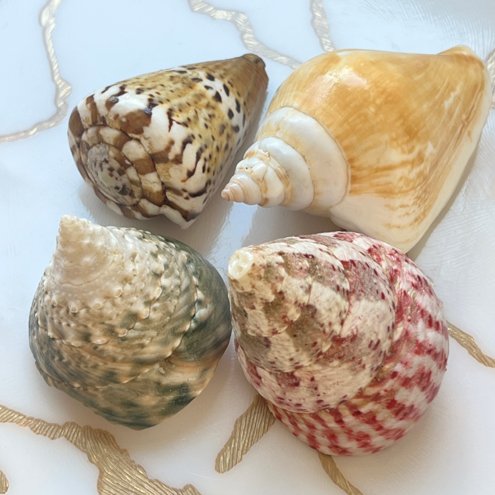 Conchas do Mar Naturais | Paraiso das Conchas