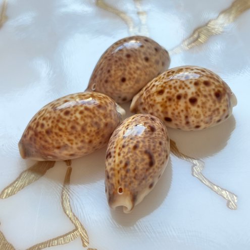 Conchas do Mar Naturais | Paraiso das Conchas