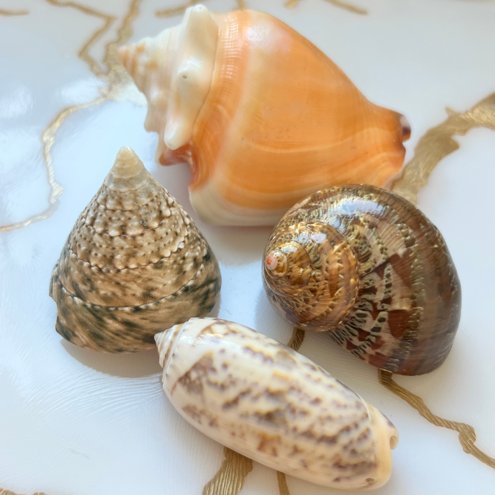 Conchas do Mar Naturais | Paraiso das Conchas