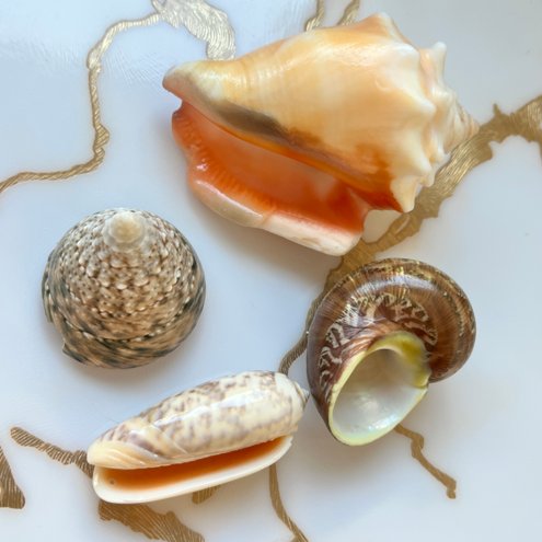 Conchas do Mar Naturais | Paraiso das Conchas
