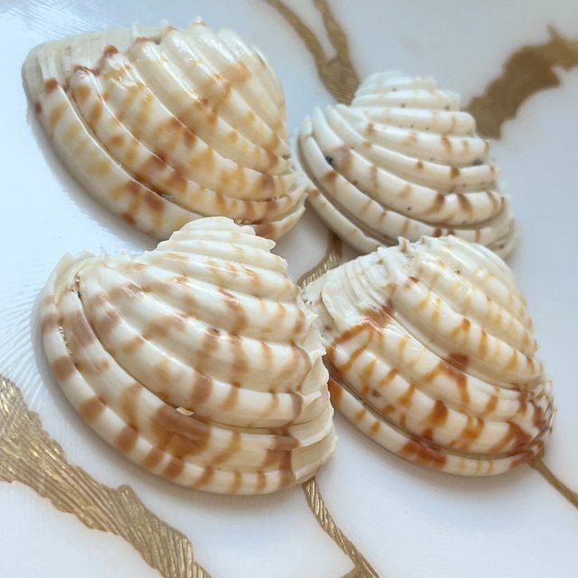 Kit Shells Conchas do Mar Naturais AC14 | Paraiso das Conchas