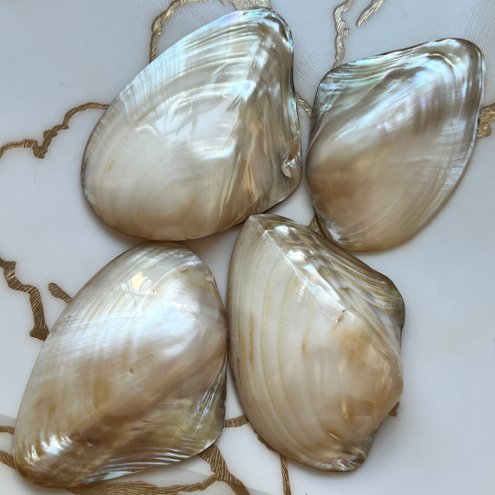 Conchas do Mar Naturais | Paraiso das Conchas