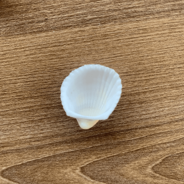 Kit 10 Conchas do Mar Naturais Shells Brancas 2,5cm | Paraiso das Conchas