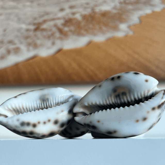 Concha do Mar Natural Buzios Trigre Cypraea S65 | Paraiso das Conchas