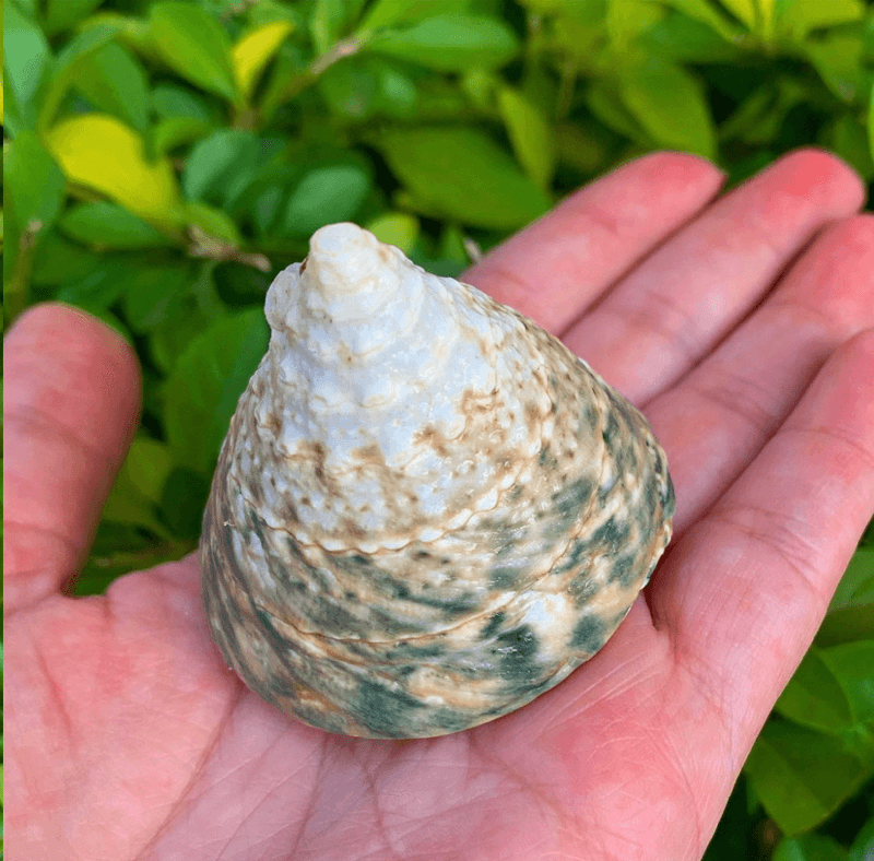 Concha Female Green | Paraiso das Conchas