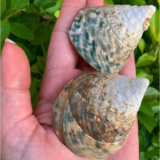 Concha Female Green | Paraiso das Conchas