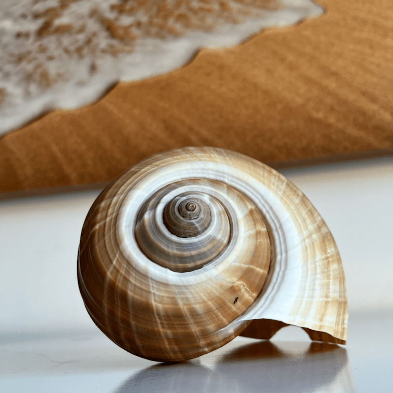 Concha do Mar Natural Tonna Galea G14 | Paraiso das Conchas