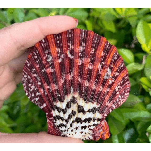 Concha Shell Scallop Roxa | Paraiso das Conchas