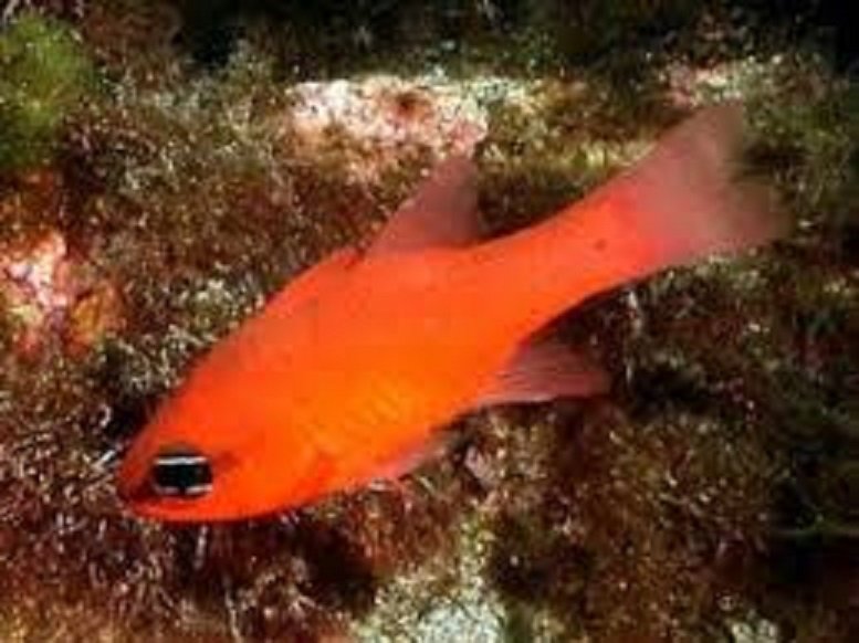 Apogon Americanus | VillaggioAqua