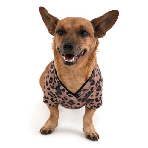 ZAMPE | Os melhores produtos de Moda e Lifestyle para o seu Pet | Moda ...