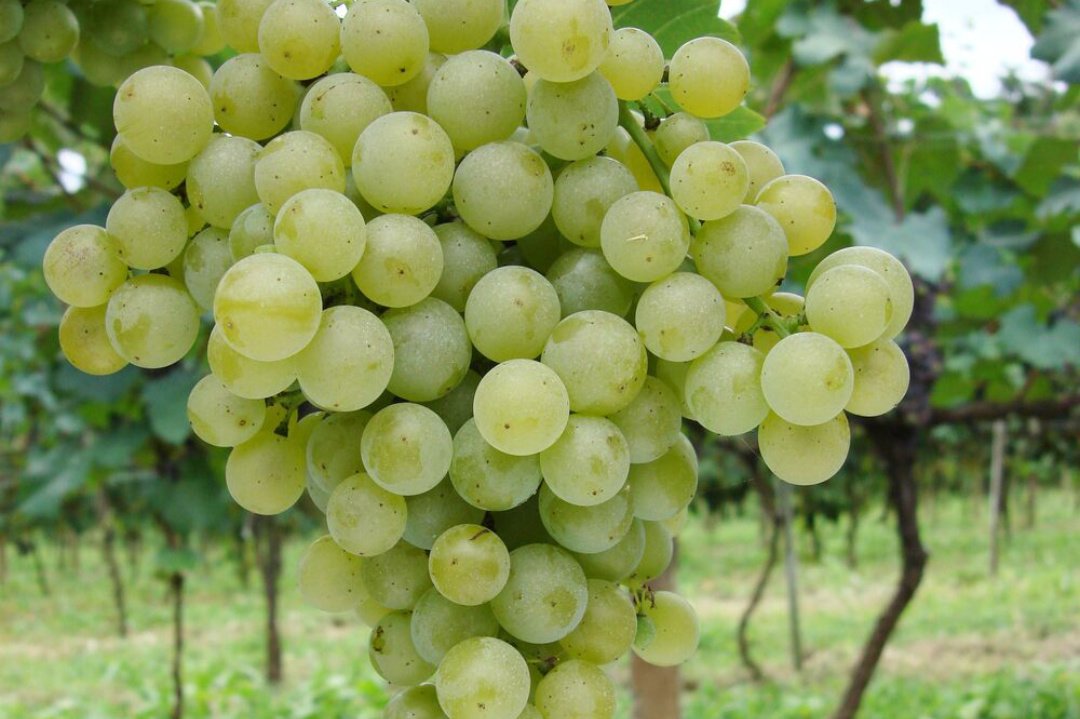 Uva boa é uva doce! | Vinícola Góes