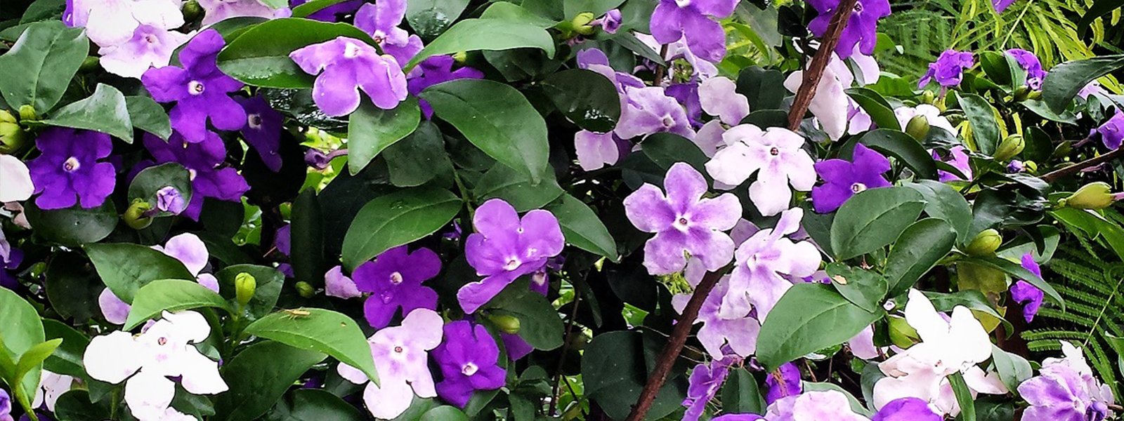 As lindas flores do Manacá inauguram a Primavera 2021 na Rouparia ...