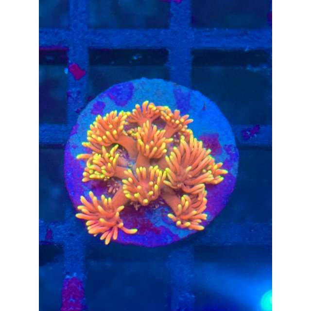Goniopora Rainbow Orange | Aquário Da Mooca