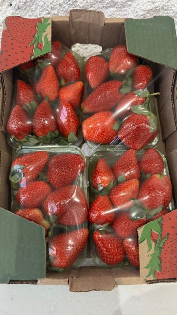 Combo 1 Morango Fresco - 1 Caixa com 4 Bandejas (TOTAL DE 4 BANDEJAS ...