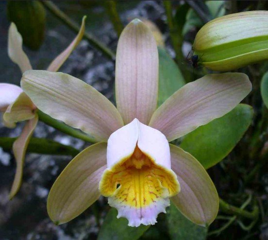 C. FORBESI TIPO - S | Orquidário Miranda