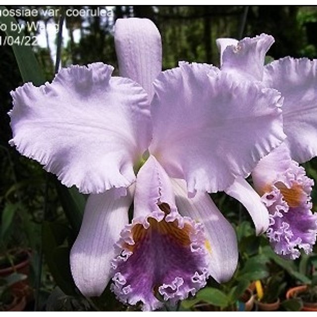 C. MOSSIAE COERULEA (134 X SANSON) X COERUELA "IPA" | Orquidário Miranda