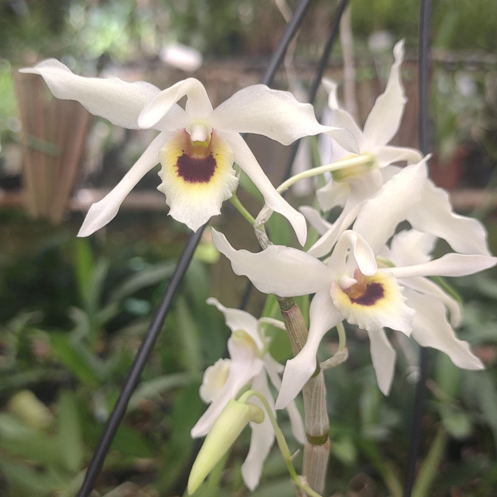 DENDROBIUM (CANDIDUM X DEN. BENSONIAE) | Orquidário Miranda