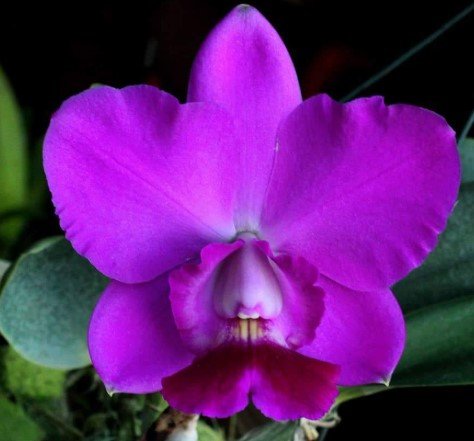 LC. ALOHA CASE TIPO | Orquidário Miranda