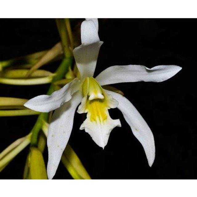 LAELIA SUPERBIENS ALBA | Orquidário Miranda