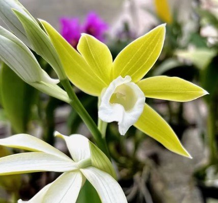 PHAIUS TANKERVILLEAE ALBA | Orquidário Miranda