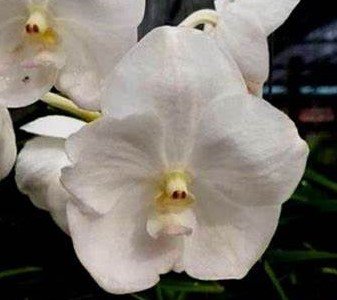 VANDA CHULE WHITE | Orquidário Miranda