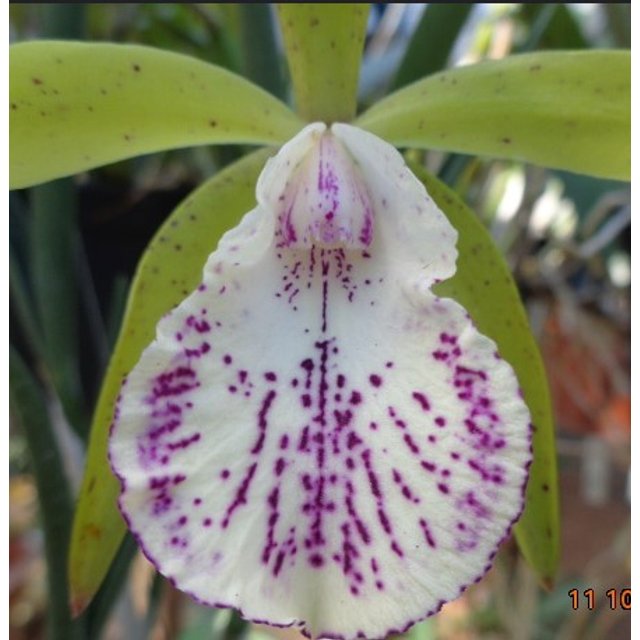 BRASSAVOLA PERRINI X PRADIT SPOTS | Orquidário Miranda